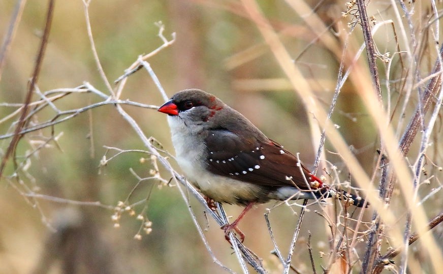 Red Avadavat (Amandava amandava)