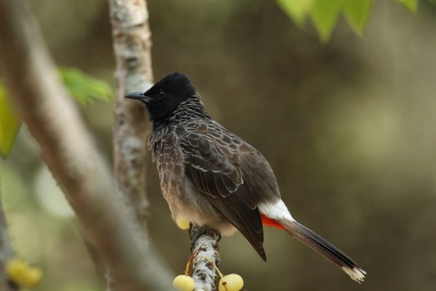 Red-vented bulbul Call