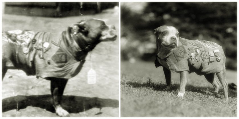 Sergeant Stubby - Most Decorated War Dog of World War 1
