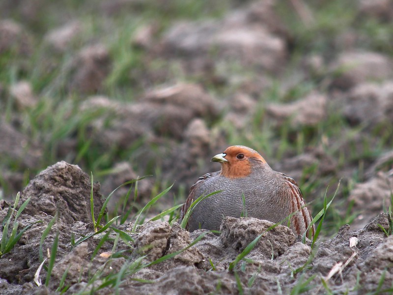 The Grey Partridge (Perdix perdix)