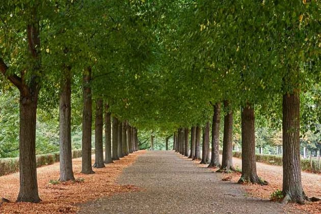 The American Basswood Tree