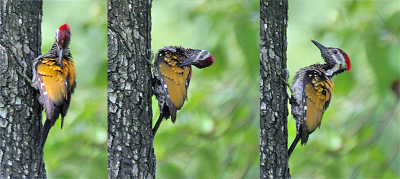 The Black-rumped Flameback Woodpecker Call