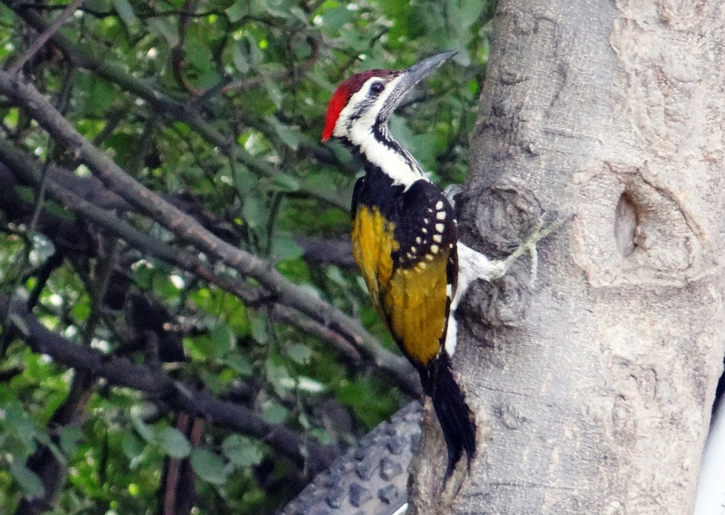 The Black-rumped Flameback Woodpecker Call