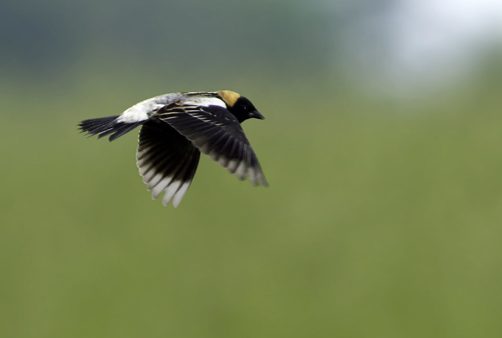 Bobolink Bird (Dolichonyx oryzivorus)