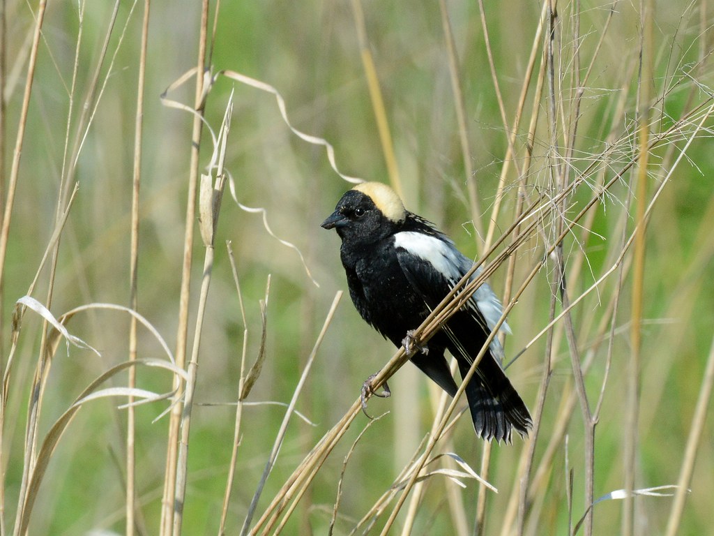 Bobolink Bird (Dolichonyx oryzivorus)