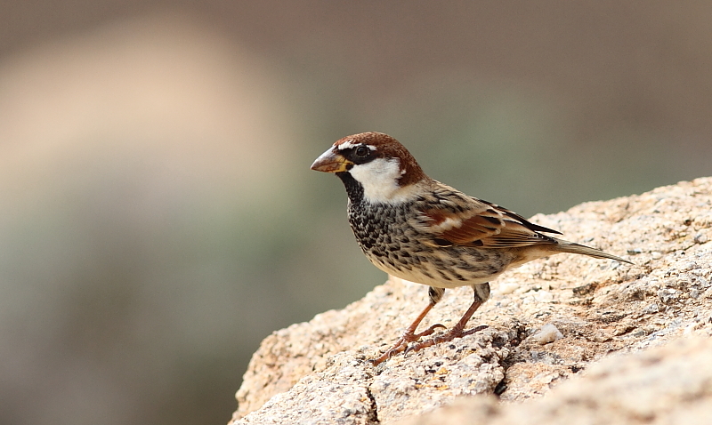 Spanish Sparrow (Passer hispaniolensis)