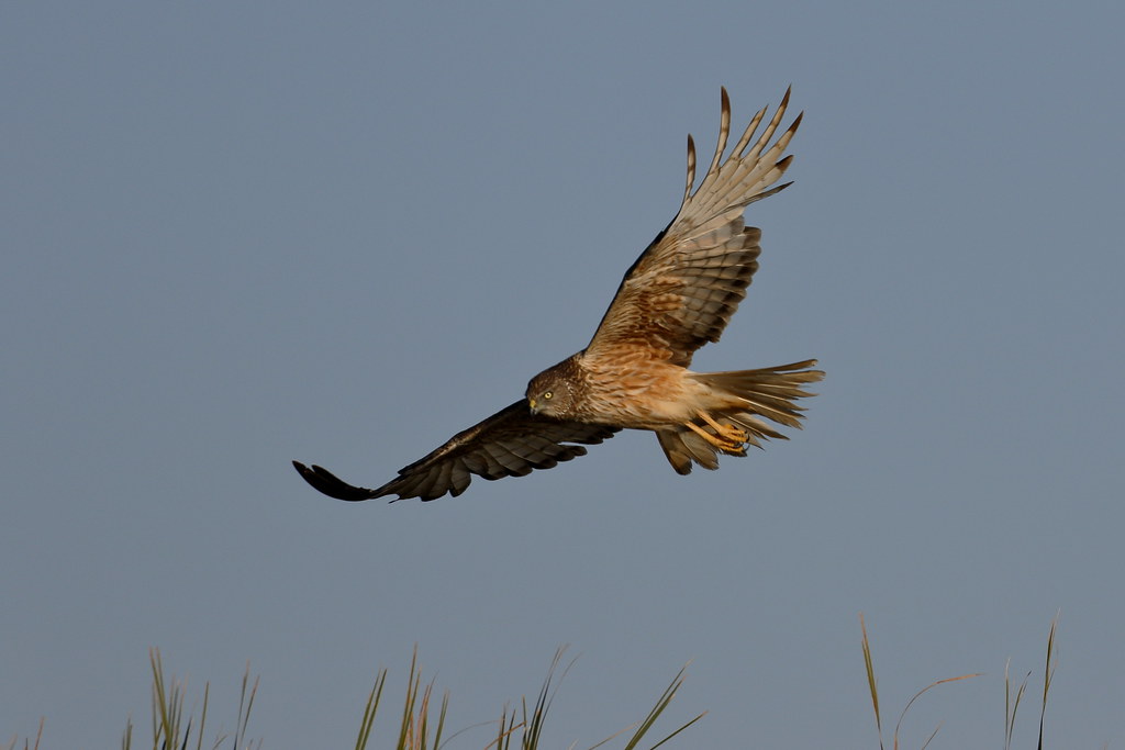 Swamp Harrier (Circus approximans)