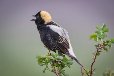 Bobolink Song - Summer's Sweet Sound You Must Hear