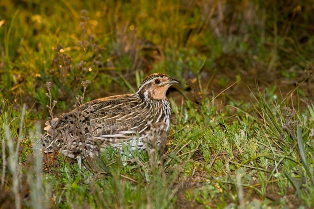 Stubble Quail (Coturnix pectoralis)