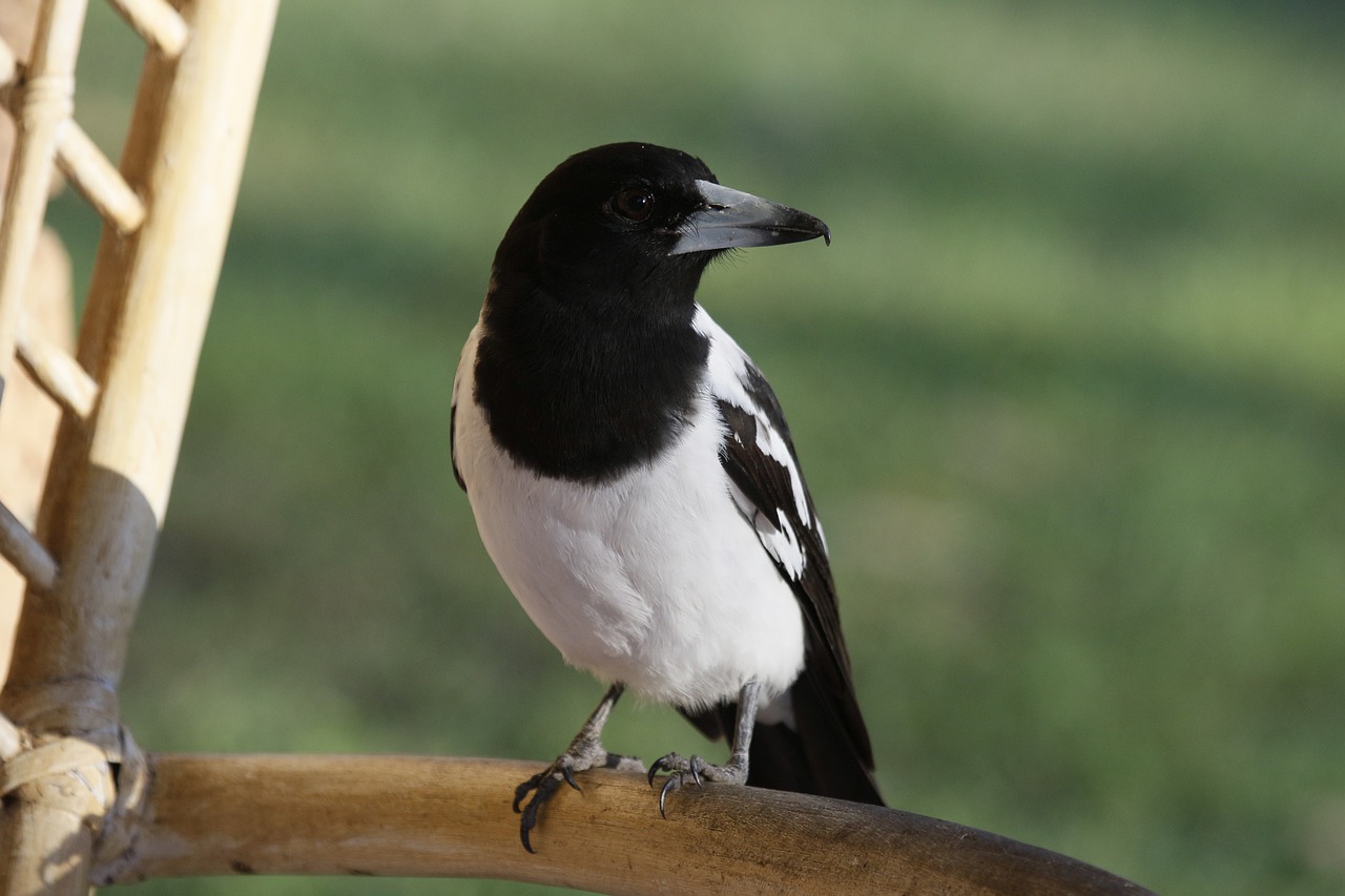 Pied Butcherbird (Cracticus nigrogularis)
