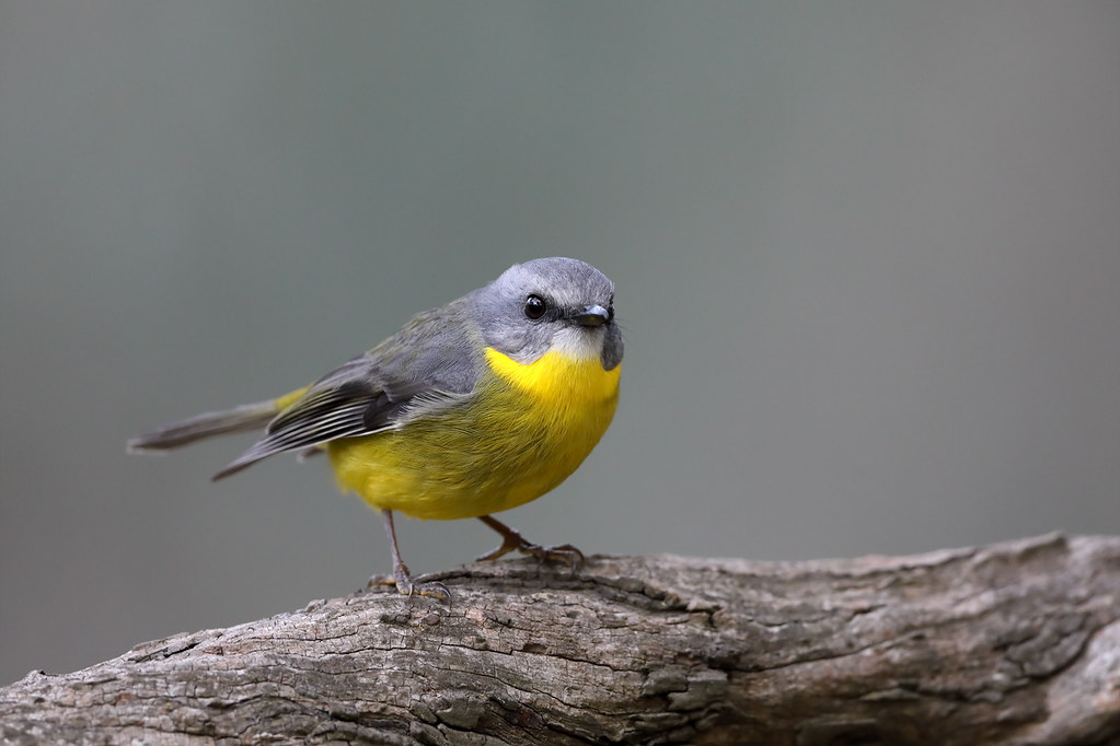 Eastern Yellow Robin - An Attractive bird of Rain forest