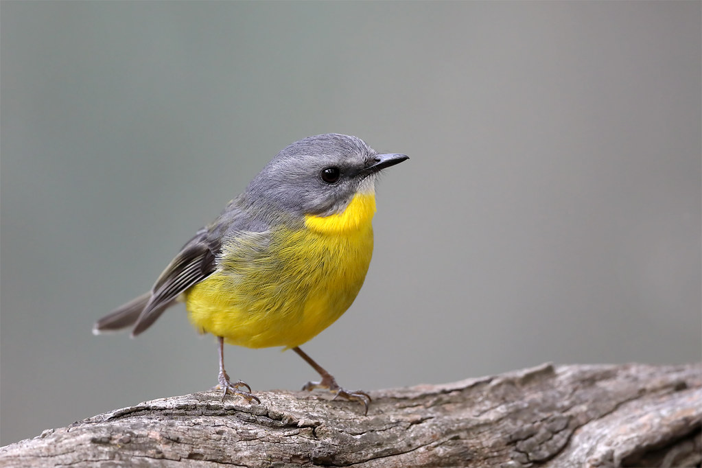 Eastern Yellow Robin - An Attractive bird of Rain forest