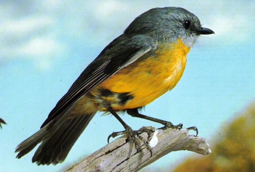 Eastern Yellow Robin - An Attractive bird of Rain forest
