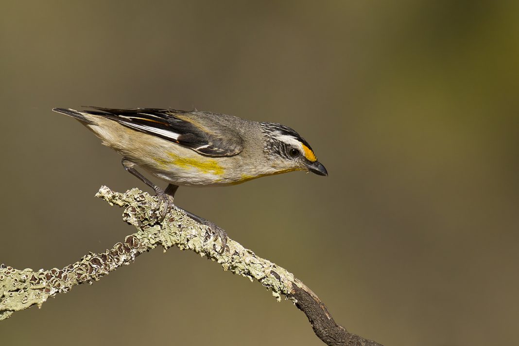 Striated Pardalote – One of the Largest of the Small Pardalotes