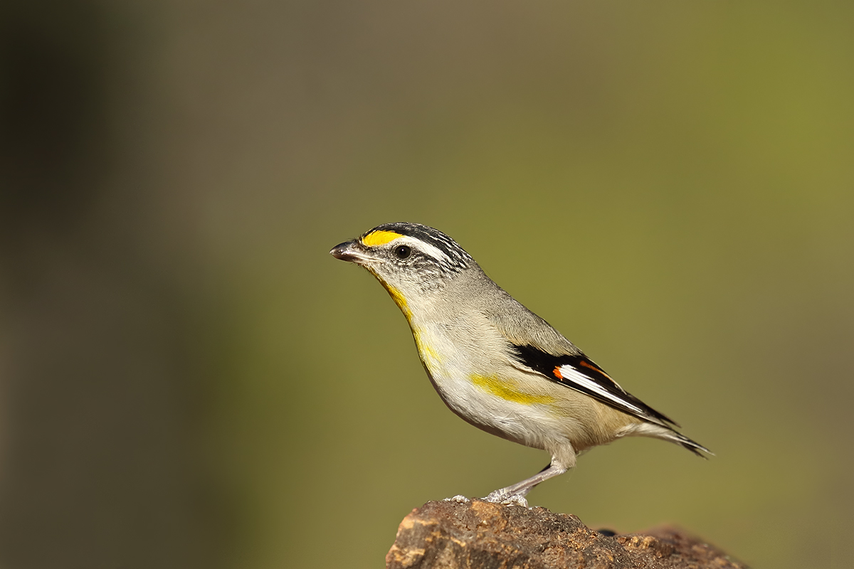 Striated Pardalote – One of the Largest of the Small Pardalotes