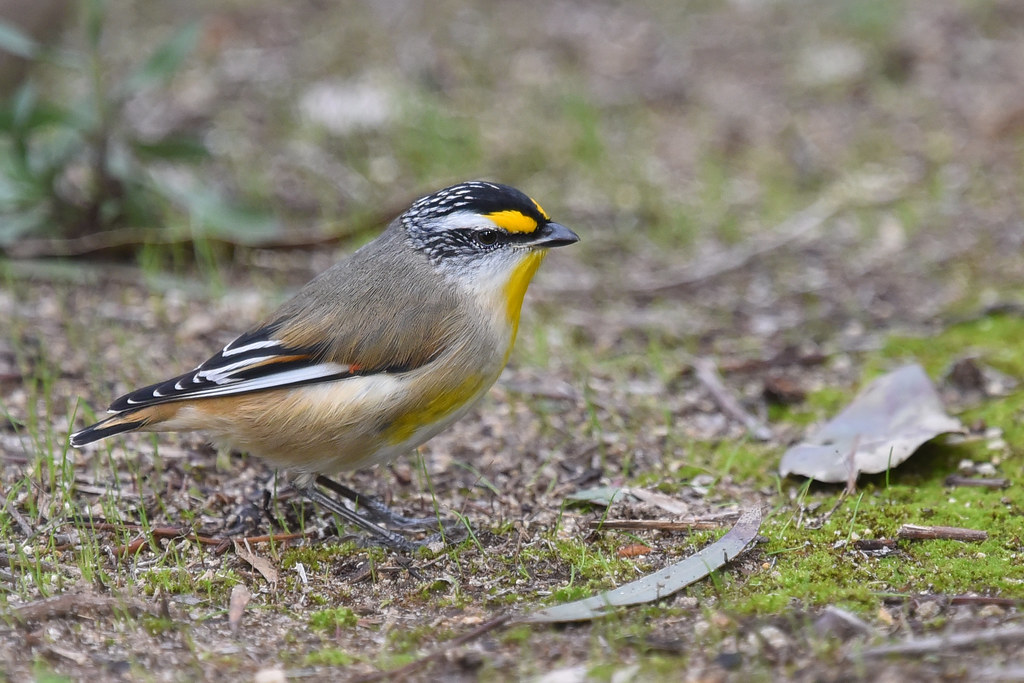 Striated Pardalote – One of the Largest of the Small Pardalotes