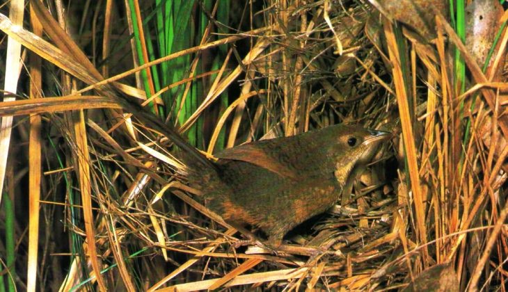 Noisy Scrubbird (Atrichornis clamosus)