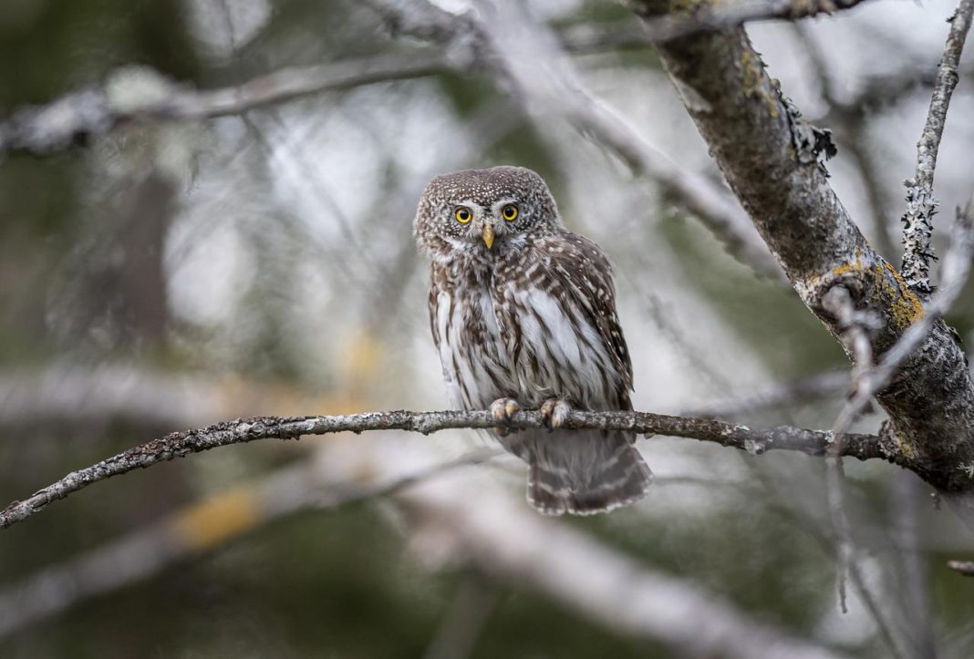 Eurasian Pygmy Owl (Glaucidium passerinum)