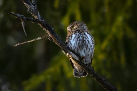 Eurasian Pygmy Owl (Glaucidium passerinum)