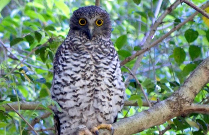 Powerful Owl – A Strong and Shy Bird