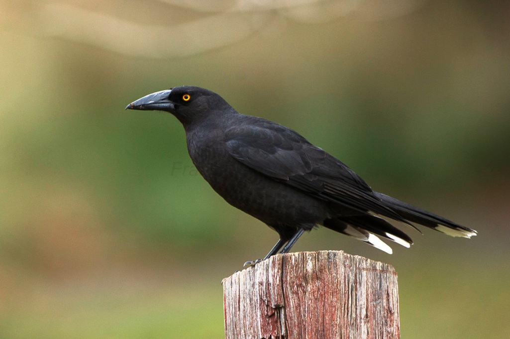 The Crow like Black Currawong