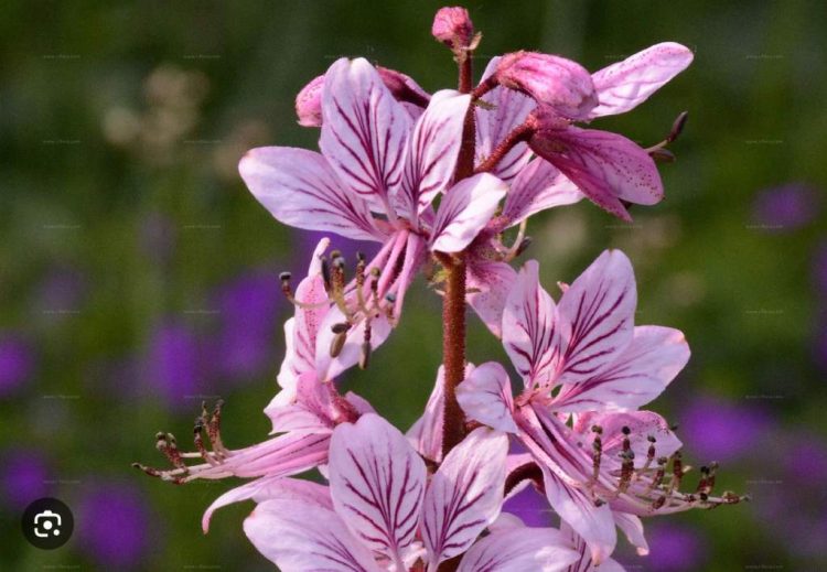 Gas Plant ‘Dictamnus albus’: The Alluring Plant That Can Ignite Fire!