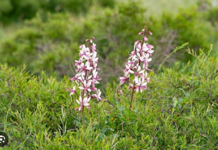 Gas Plant ‘Dictamnus albus’: The Alluring Plant That Can Ignite Fire!