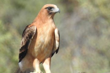 Little Eagle (Hieraaetus morphnoides)