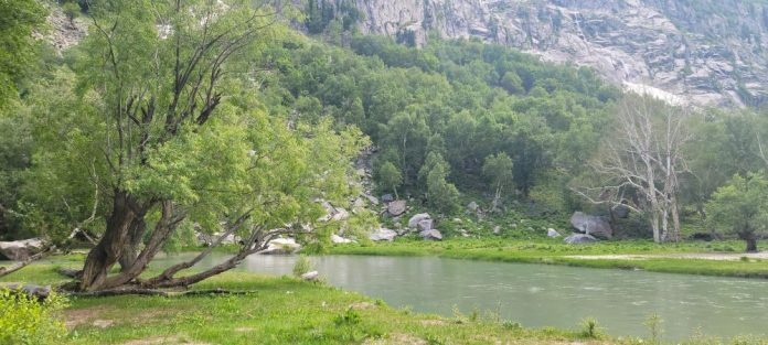 Drunken Trees of Shahi Bagh, Kalam Valley