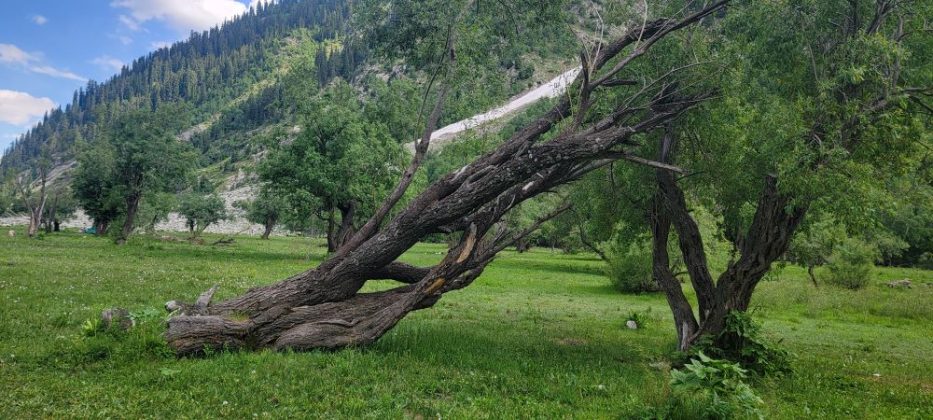 Drunken Trees of Shahi Bagh, Kalam Valley
