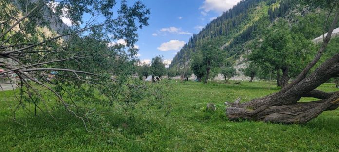 Drunken Trees of Shahi Bagh, Kalam Valley