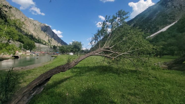 Drunken Trees of Shahi Bagh, Kalam Valley