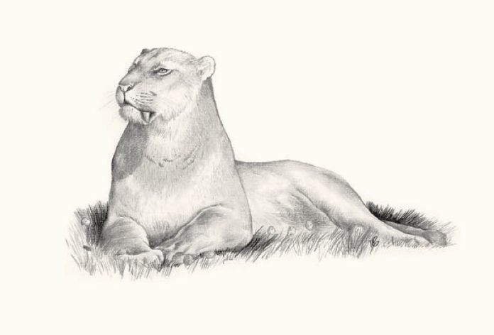 Scimitar Cat— Species of Felines With Large Canine Teeth